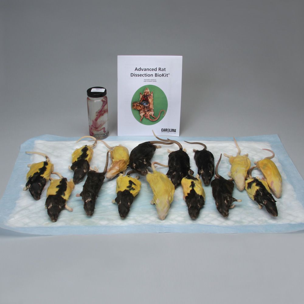 Carolina® Advanced Rat Dissection BioKits® | Carolina.com