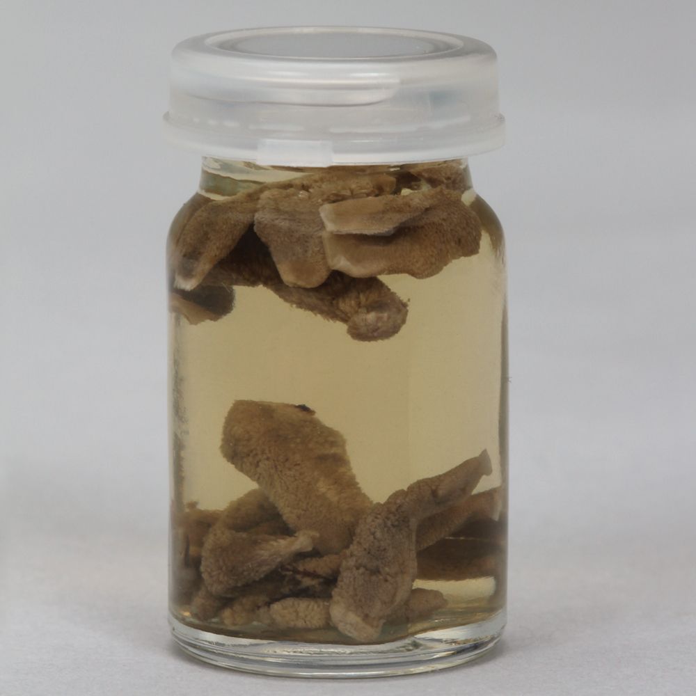 Preserved Grantia, Large, Vial of 10 | Carolina Biological Supply