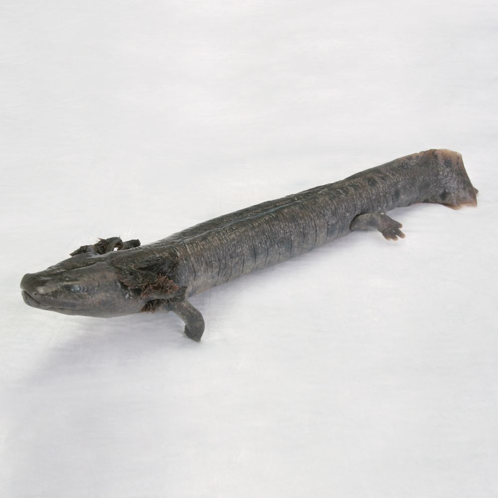 Formalin Preserved Necturus | Carolina Biological Supply