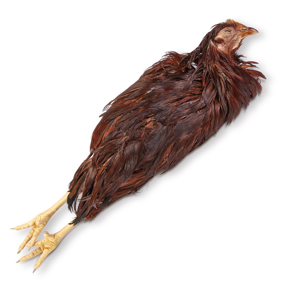 Formalin Chicken, Plain, Pail | Carolina Biological Supply