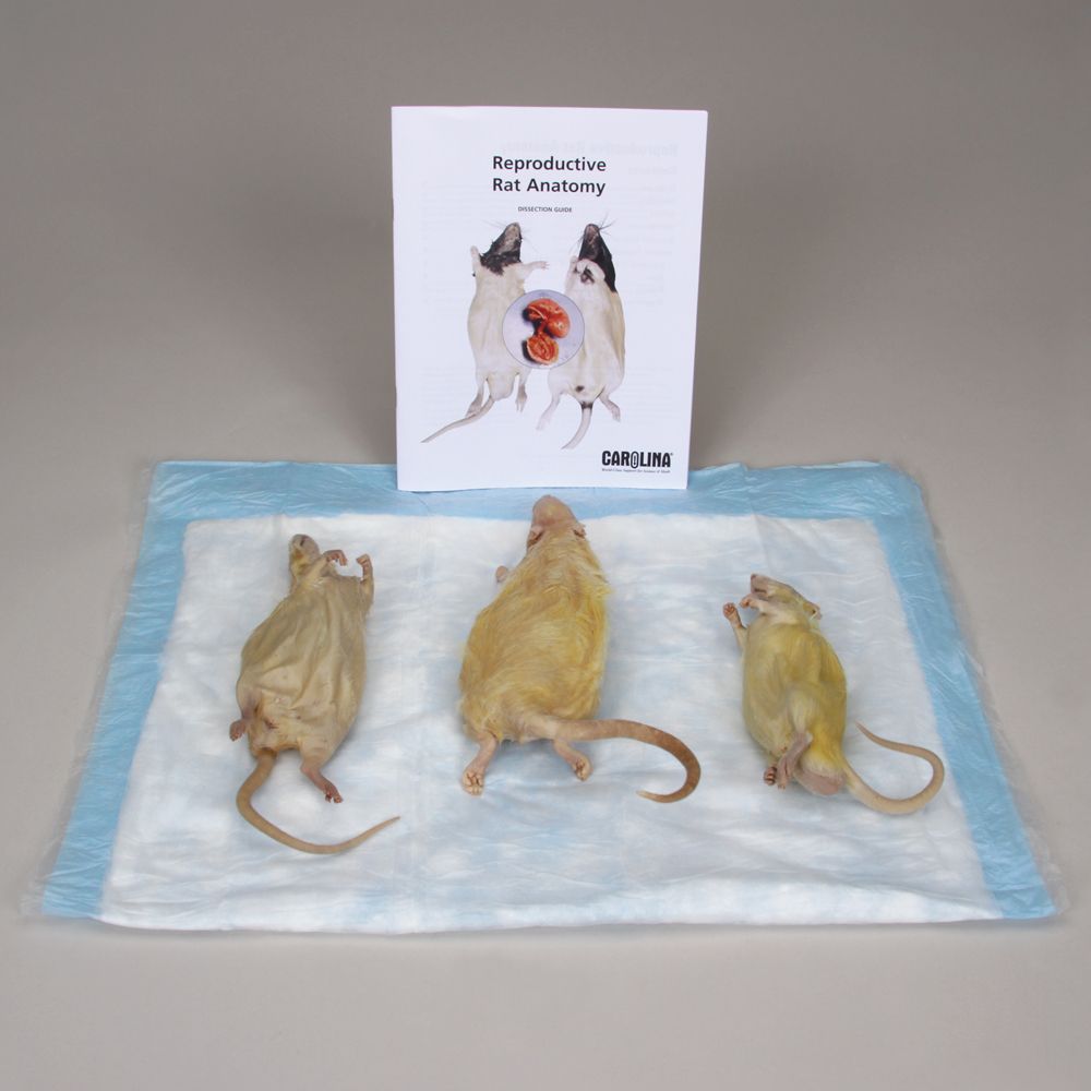 40 Rat Dissection Diagram 40 Rat Dissection Diagram