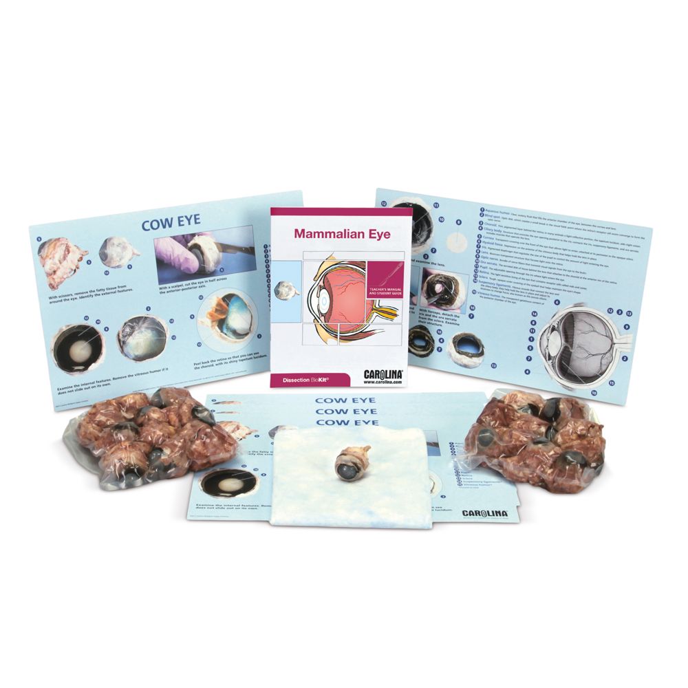 Mammalian Eye Dissection BioKit® with Dissection Mats | Carolina.com
