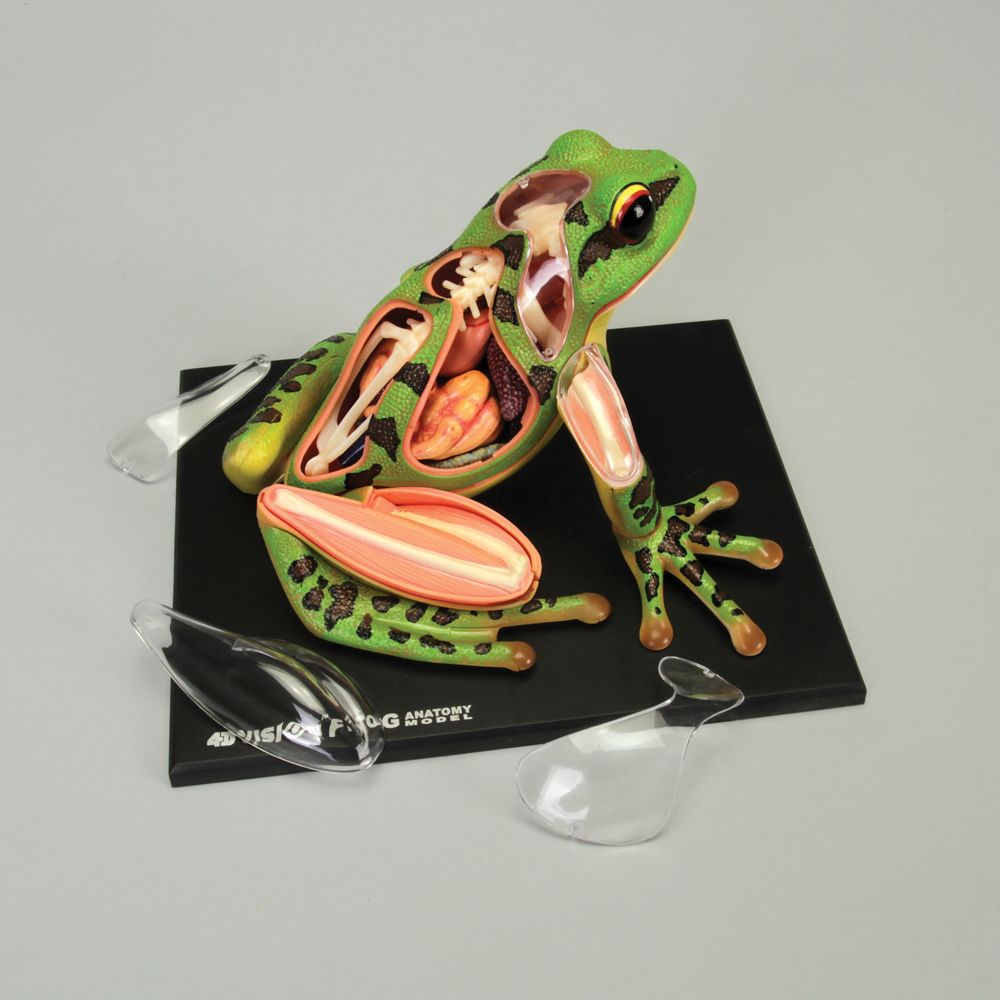4D Vision™ Frog Anatomy Model | Carolina Biological Supply
