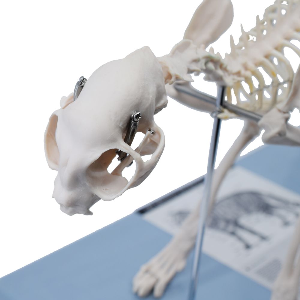 Cat Skeleton Model | Carolina Biological Supply