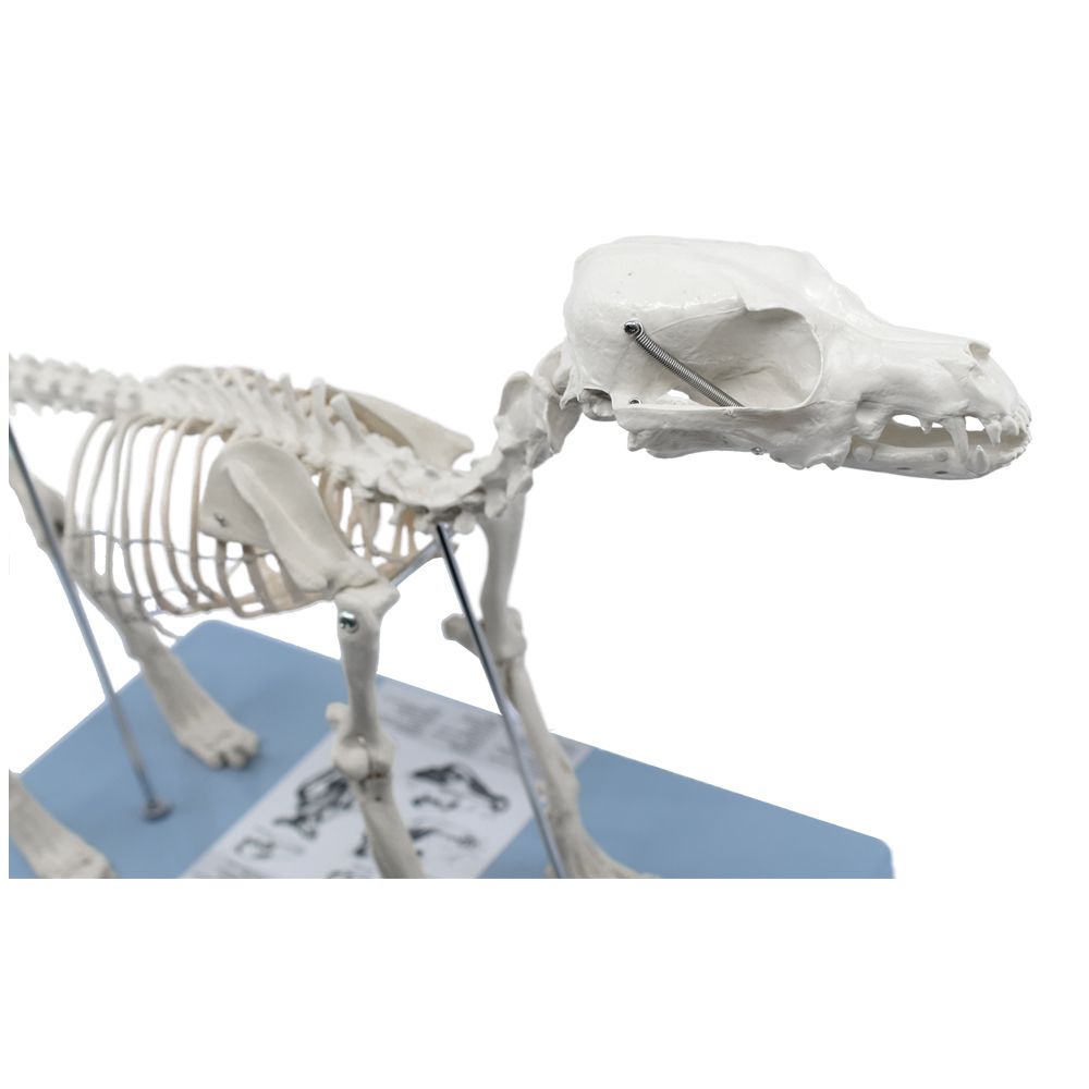 Dog Skeleton Model | Carolina Biological Supply