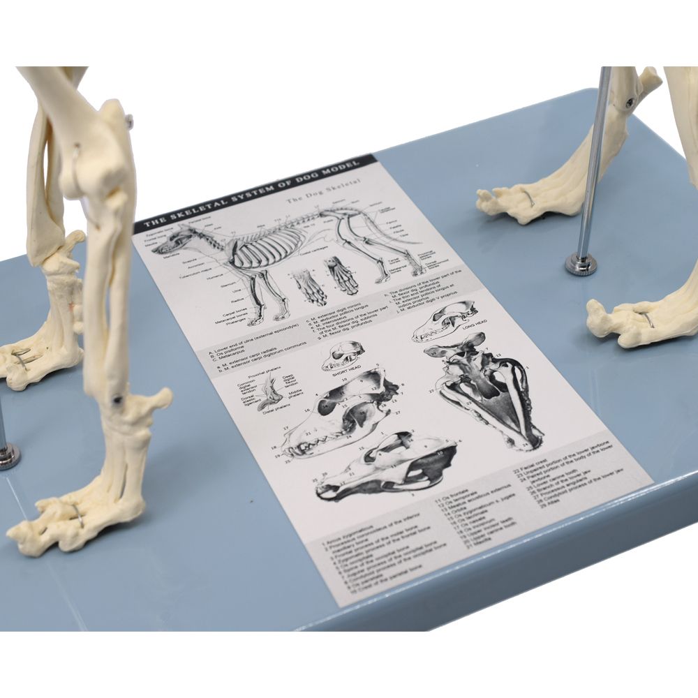 Dog Skeleton Model | Carolina Biological Supply