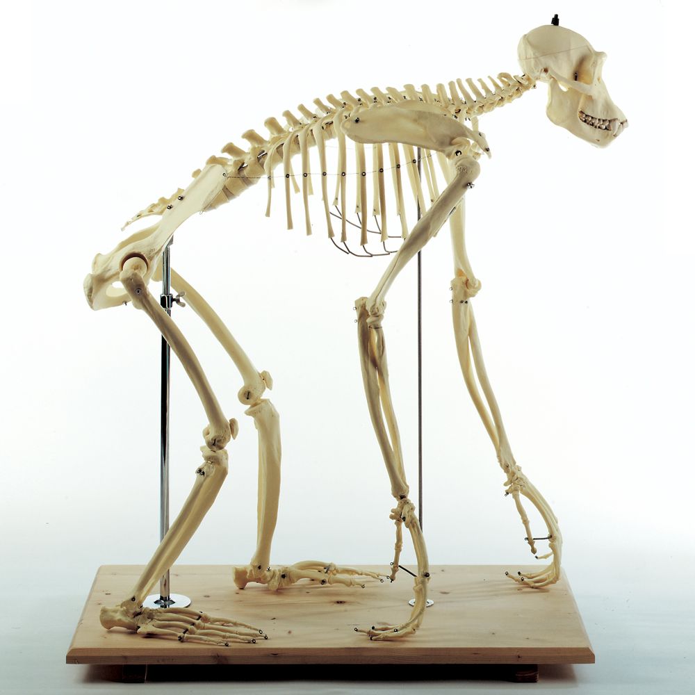 Somso Chimpanzee Skeleton, Articulated, Plastic | Carolina Biological ...