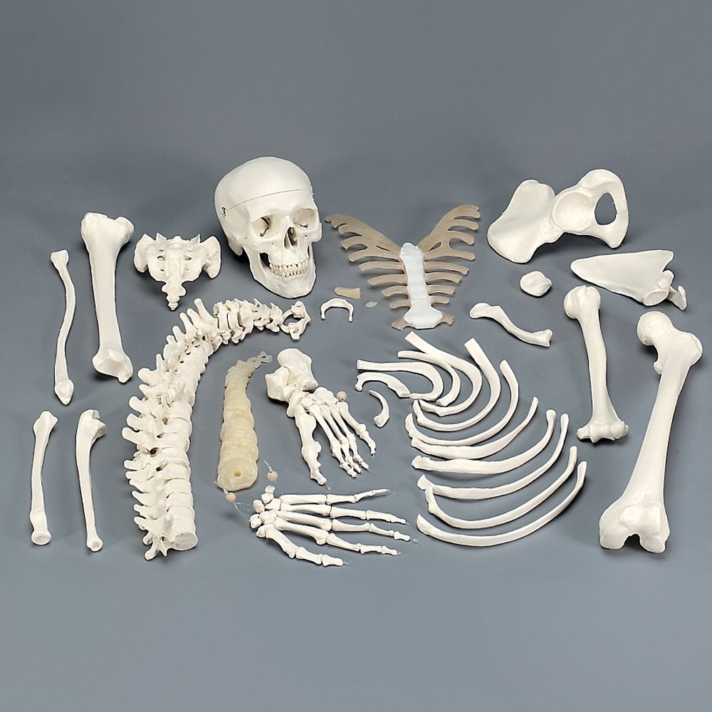 3B® Disarticulated Human Half Skeleton | Carolina.com
