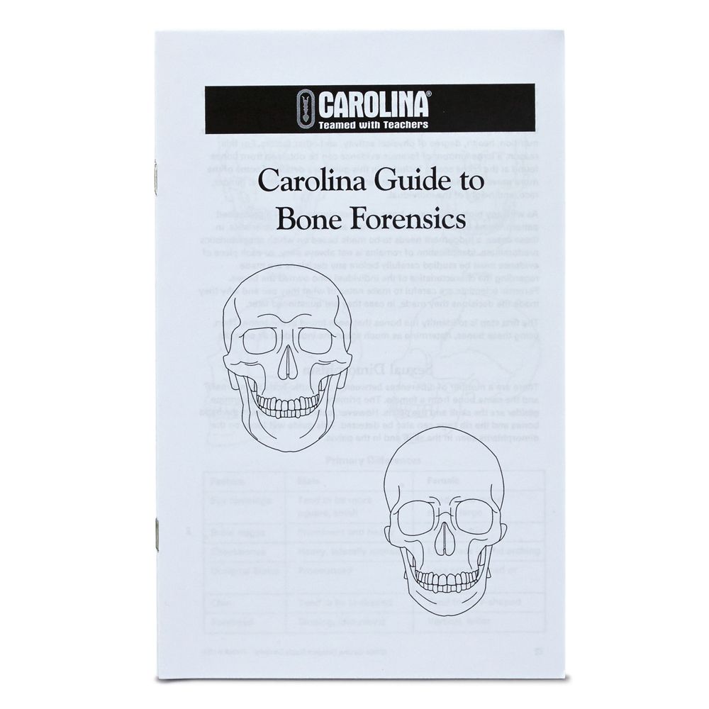 Forensic Geographic Ancestry Human Skulls Set | Carolina Biological Supply