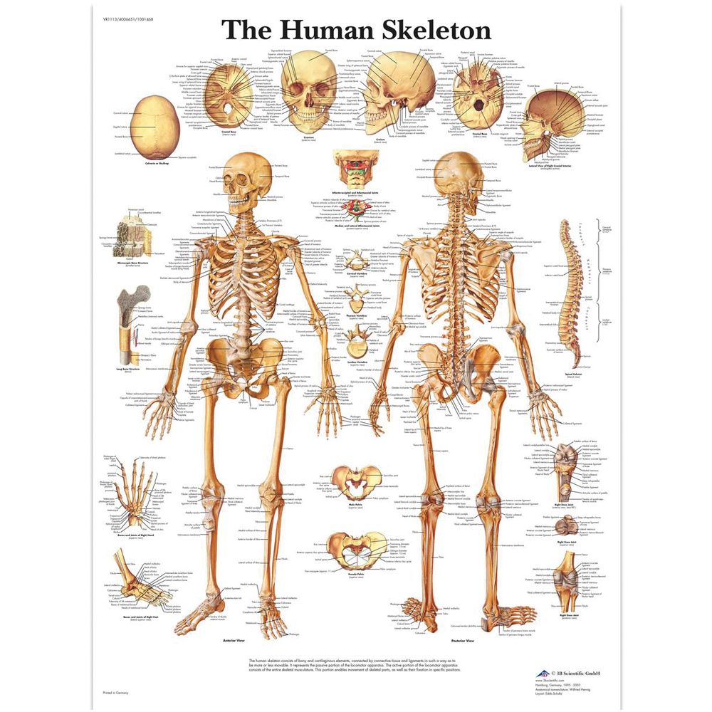 3B® Human Skeleton Bundle | Carolina Biological Supply