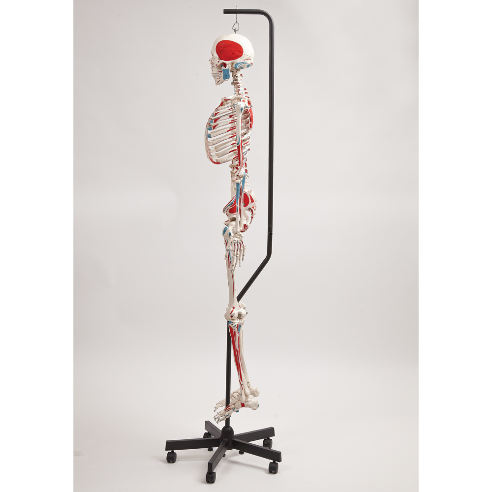 Altay® Human Muscular Skeleton, Hang-Up | Carolina Biological Supply