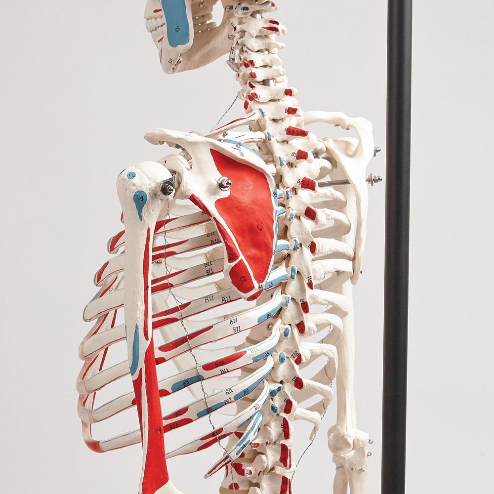 Altay® Human Muscular Skeleton, Hang-Up | Carolina Biological Supply