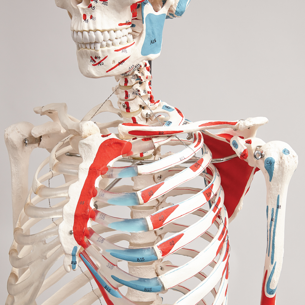 Altay® Human Muscular Skeleton, Hang-Up | Carolina Biological Supply