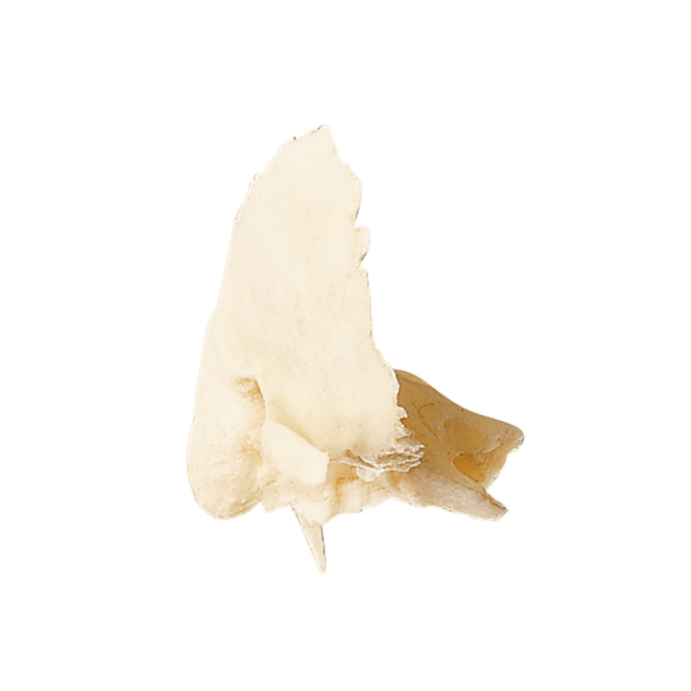 Somso® Loose Human Skull Bone, Right Temporal | Carolina Biological Supply
