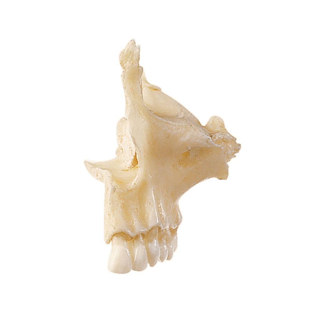 Somso® Loose Human Skull Bone, Left Superior Maxilla | Carolina ...
