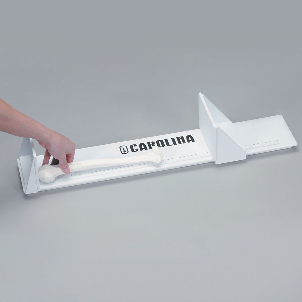 Carolina Osteometric Board | Carolina.com