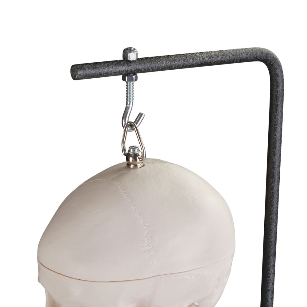 Carolina® Universal Skeleton Stand | Carolina Biological Supply