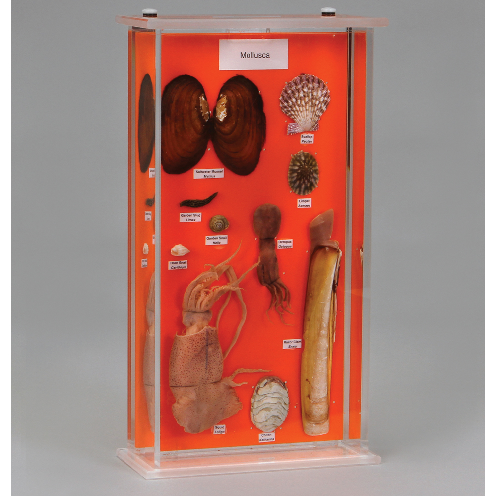 Mollusk Collection Biosmount | Carolina.com
