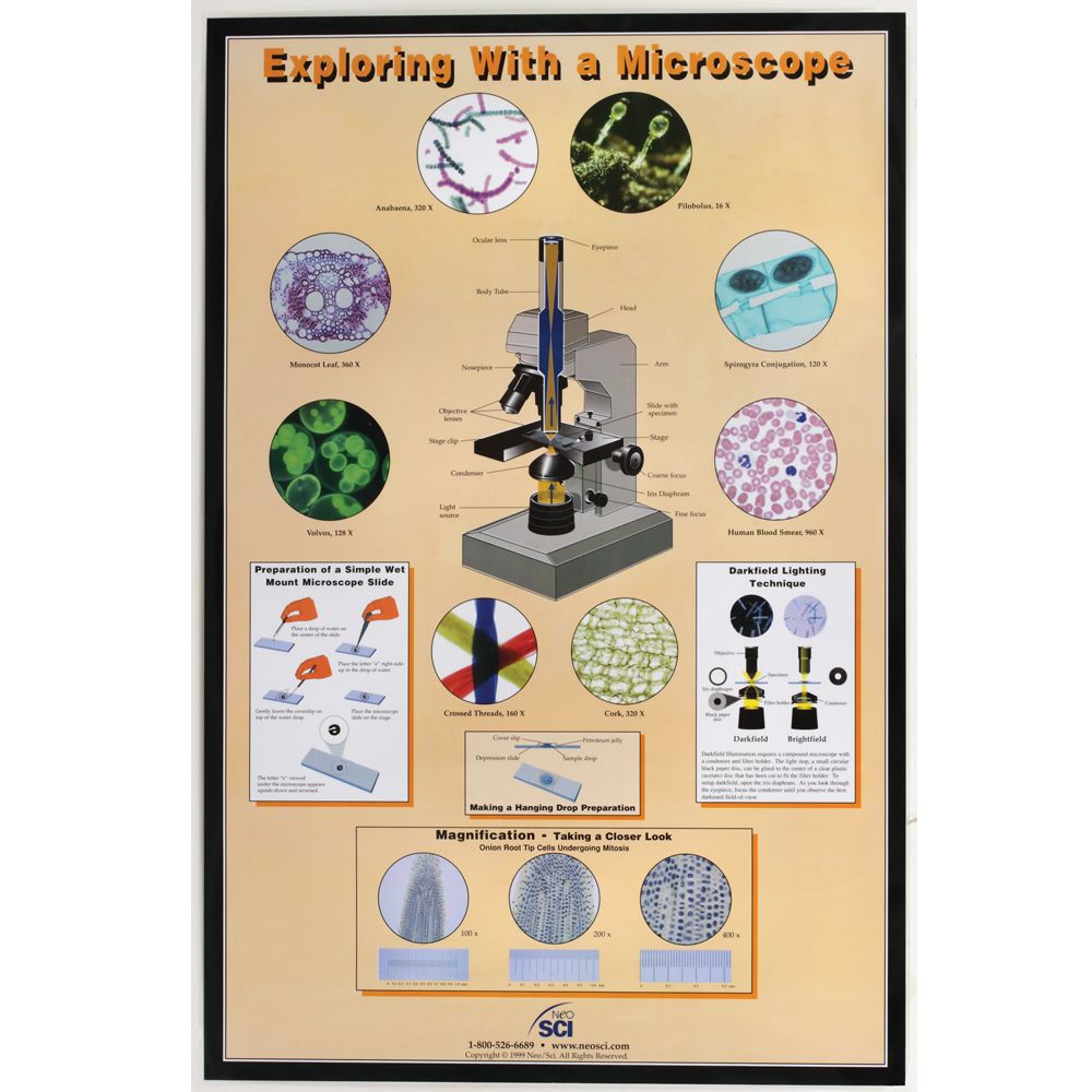 Exploring With A Microscope Slideposter Set Carolina Biological Supply