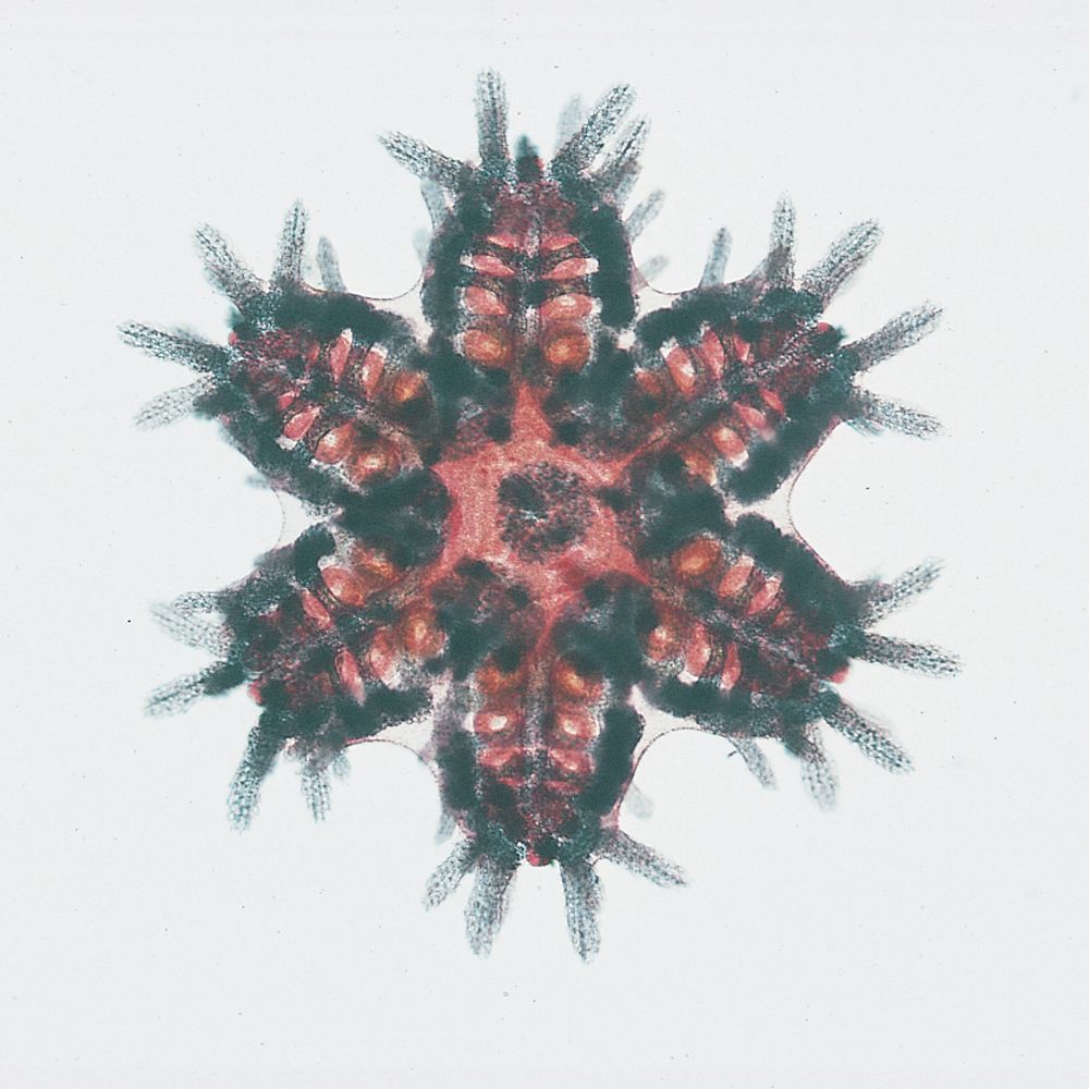 Life in the Sea Microscope Slide Set | Carolina Biological Supply