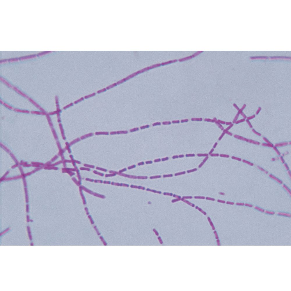 Streptococcus lactis, w.m. Microscope Slide | Carolina Biological Supply