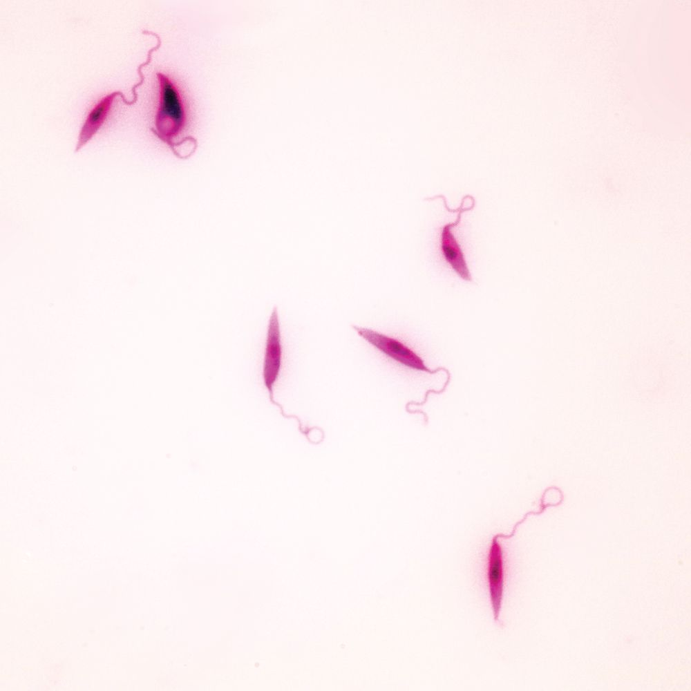 Zoomastigotes (Giardia, Leishmania, Trichonomas, Trypanosoma ...