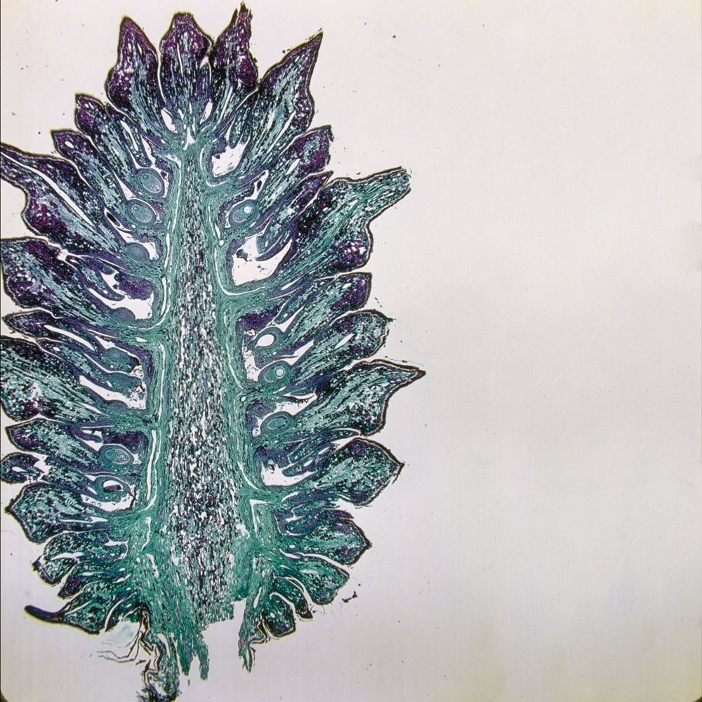 Pine Young Ovulate Cone, l.s., 12 µm Microscope Slide | Carolina.com