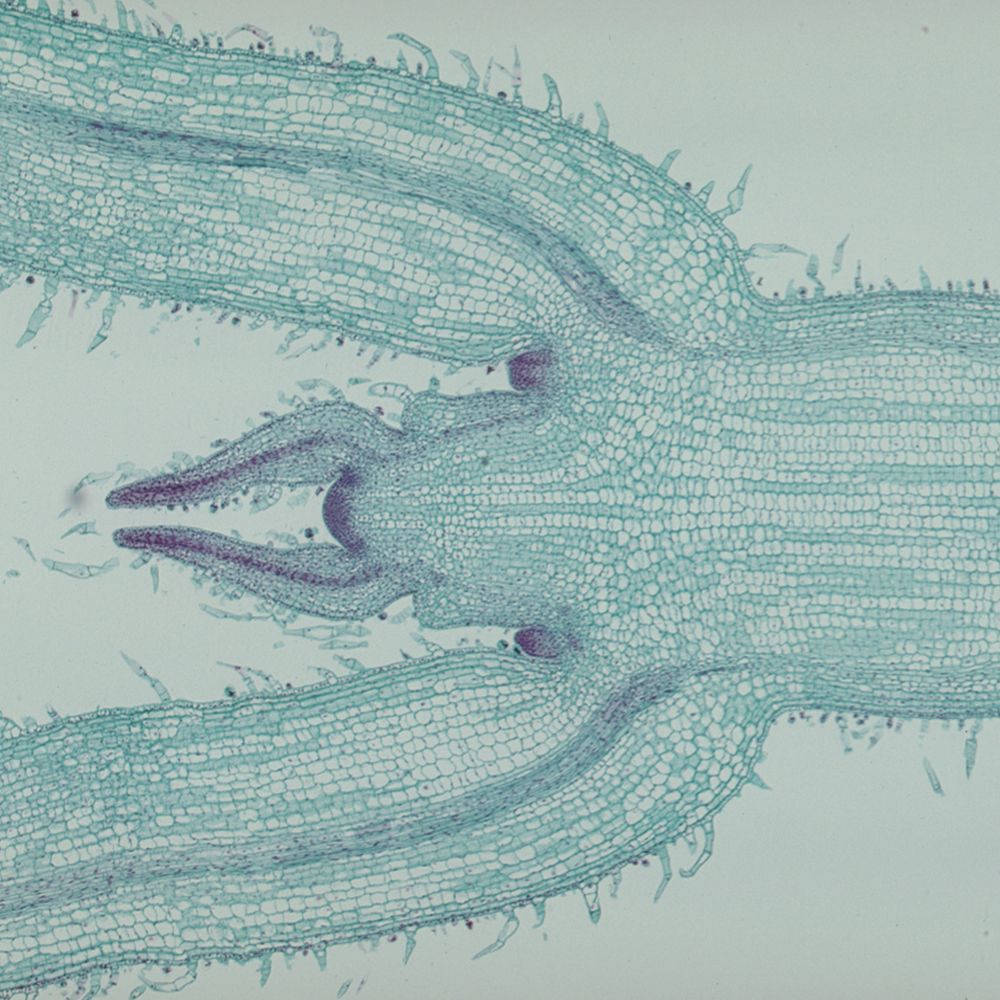 Coleus Stem Tip, l.s., 12 µm General Structure Microscope Slide ...