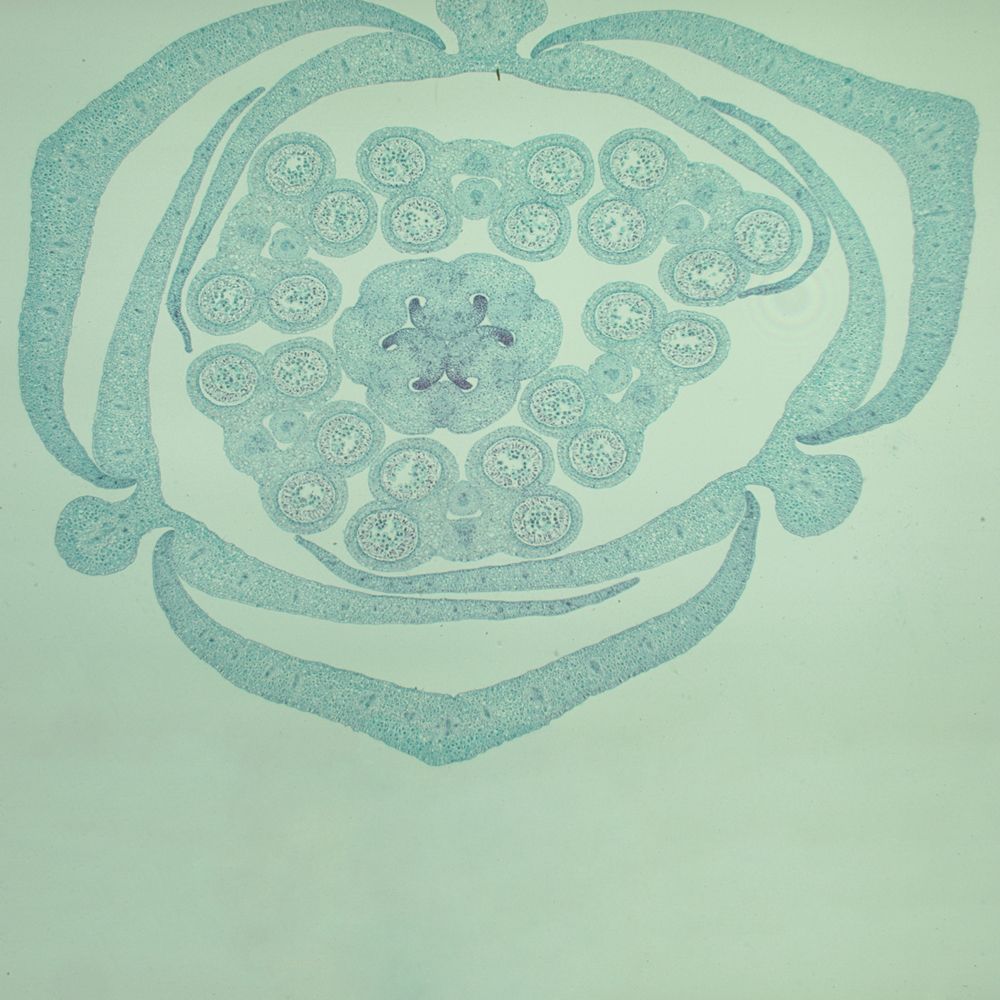 Lily Flower Bud Microscope Slides | Carolina.com