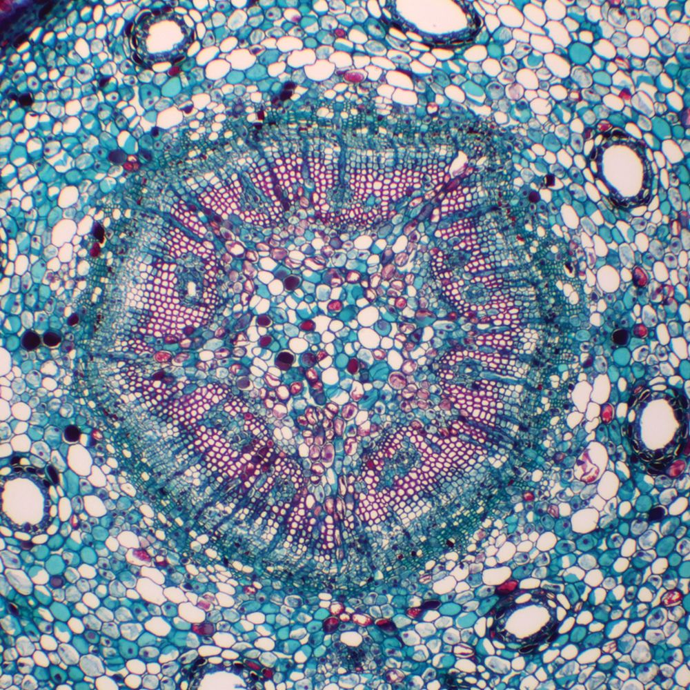 Pine Meristematic Stem, c.s., 12 µm Microscope Slide | Carolina ...