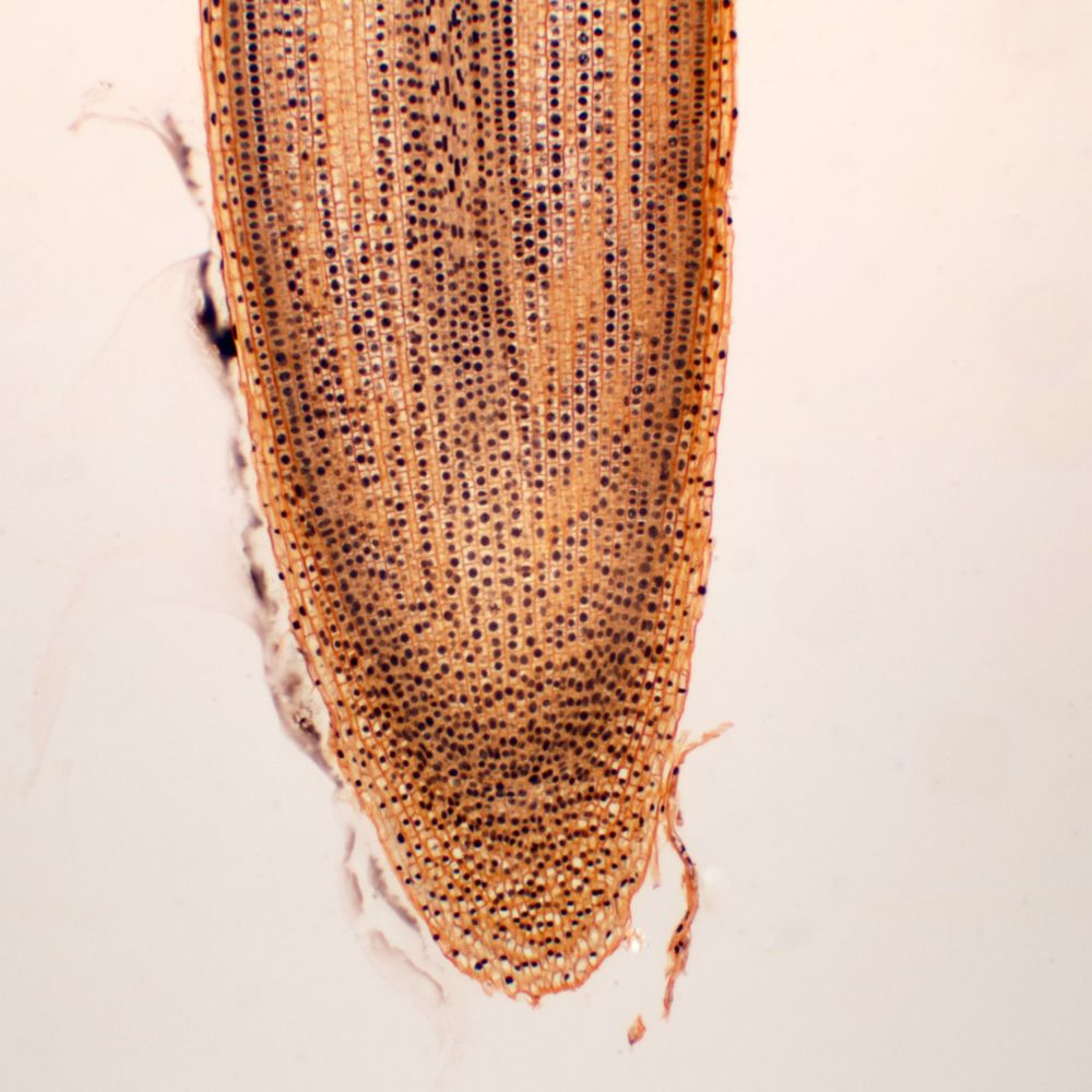 Onion Root Tip Slide L s 10 m Carolina Biological Supply Onion Root Tip Slide L s 10 m Carolina Biological Supply