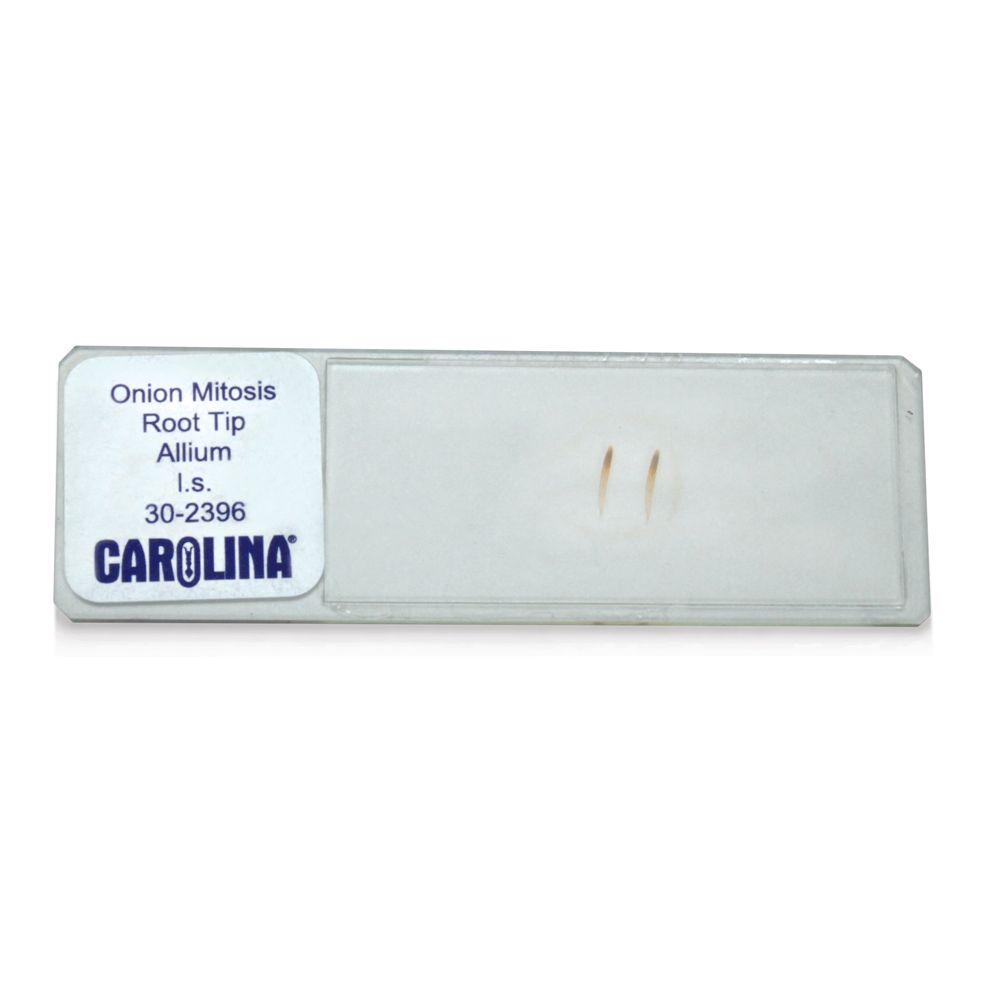 Onion Mitosis Root Tip Microscope Slides | Carolina Biological Supply
