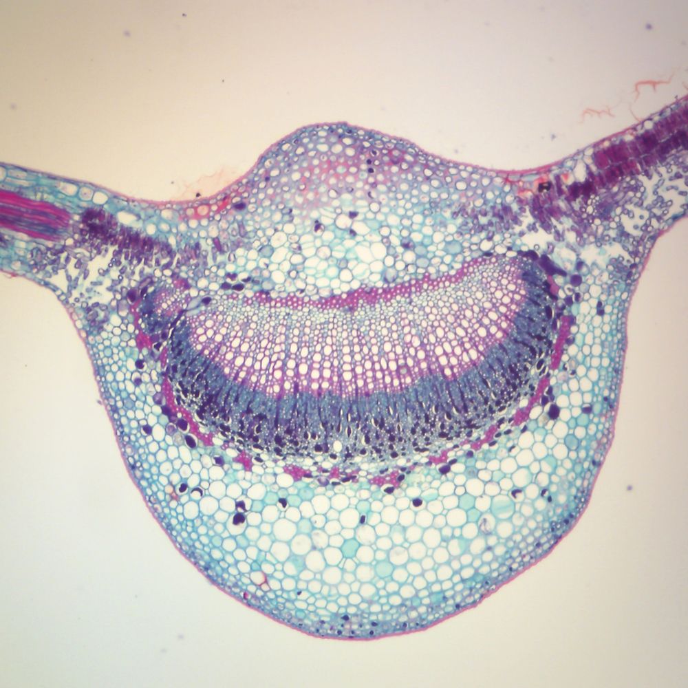 Sun and Shade Leaves, c.s., 12 µm Microscope Slide | Carolina.com