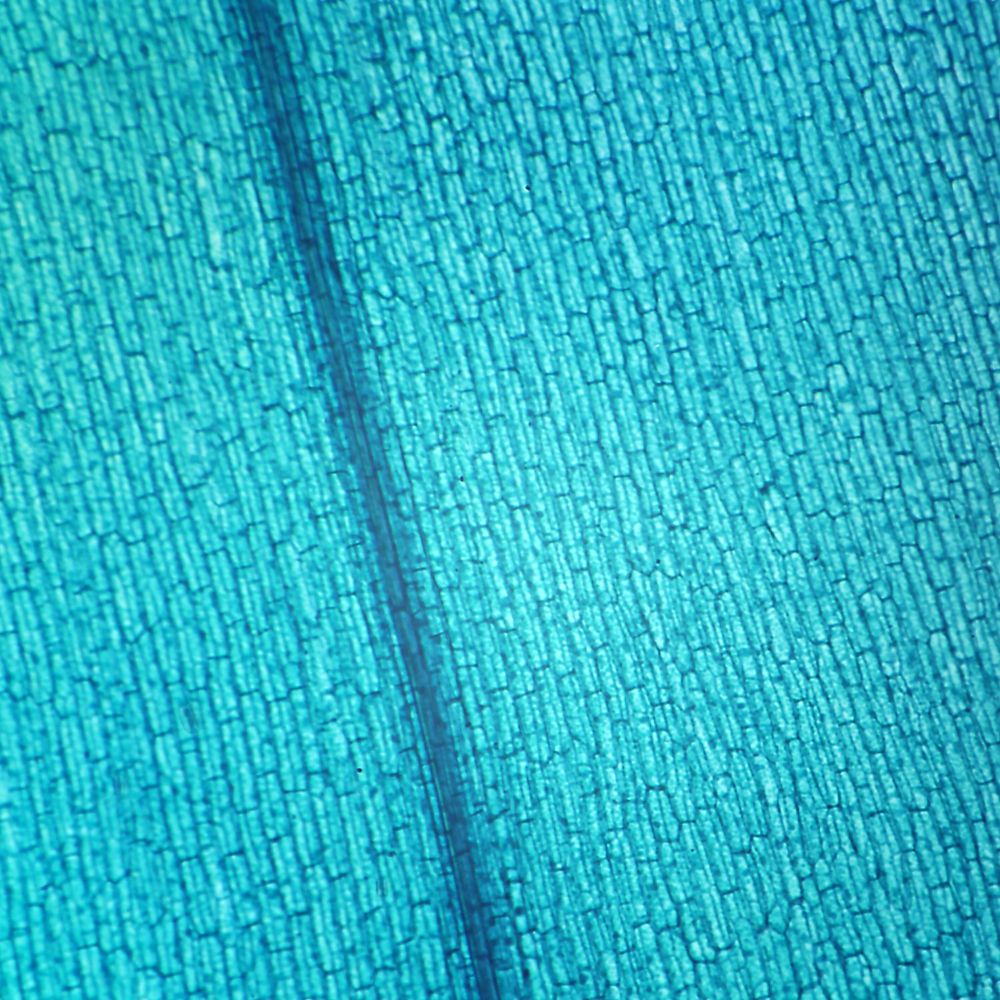 Elodea Leaf Microscope Slides | Carolina.com