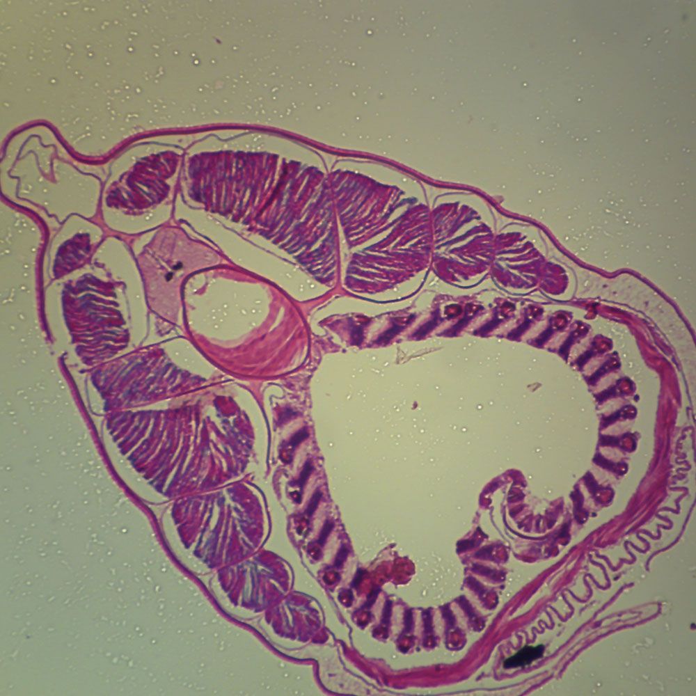 Amphioxus Pharyngeal Region, c.s. 7 µm, H&E Microscope Slide | Carolina ...