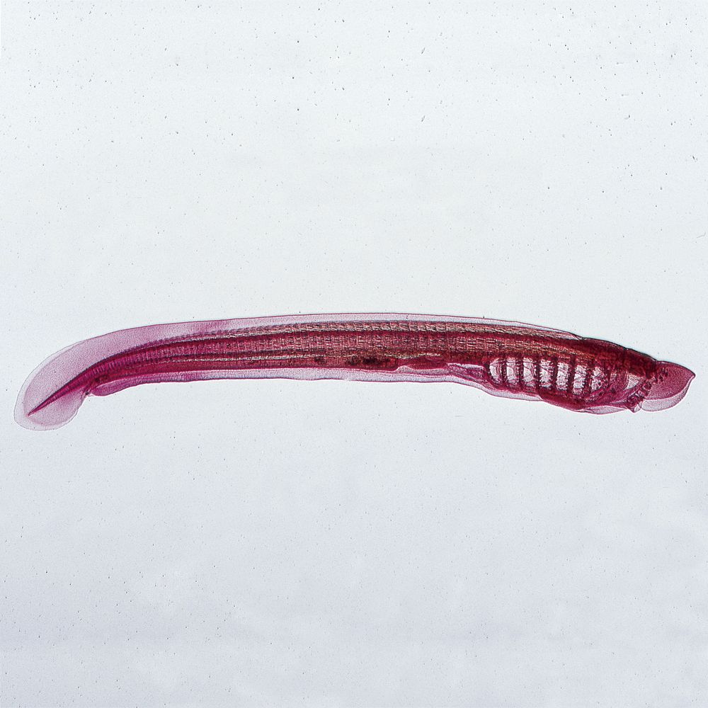 Fish Scale Types, w.m. Microscope Slide | Carolina.com