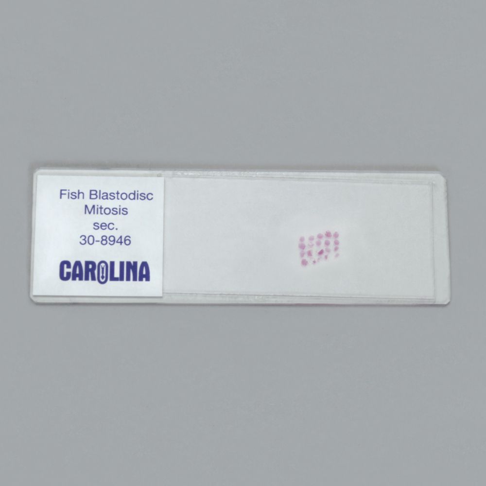 Fish Mitosis Slide, 7 µm, H&E | Carolina Biological Supply