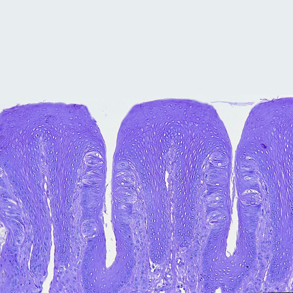 Digestive Tract Microscope Slide Set | Carolina.com