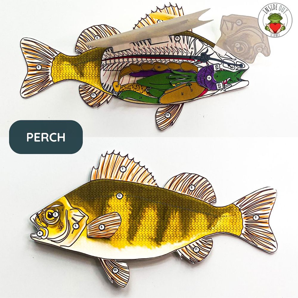 Scienstructable 3D Dissection Model®: Vertebrates Bundle | Carolina ...