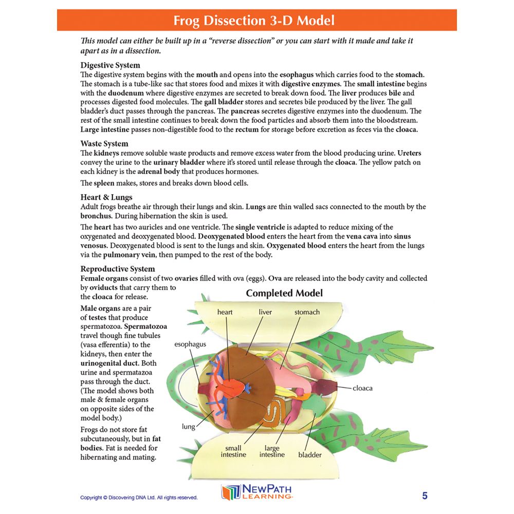 Origami Organelles™ 3-D Model Kit: Frog Dissection | Carolina ...