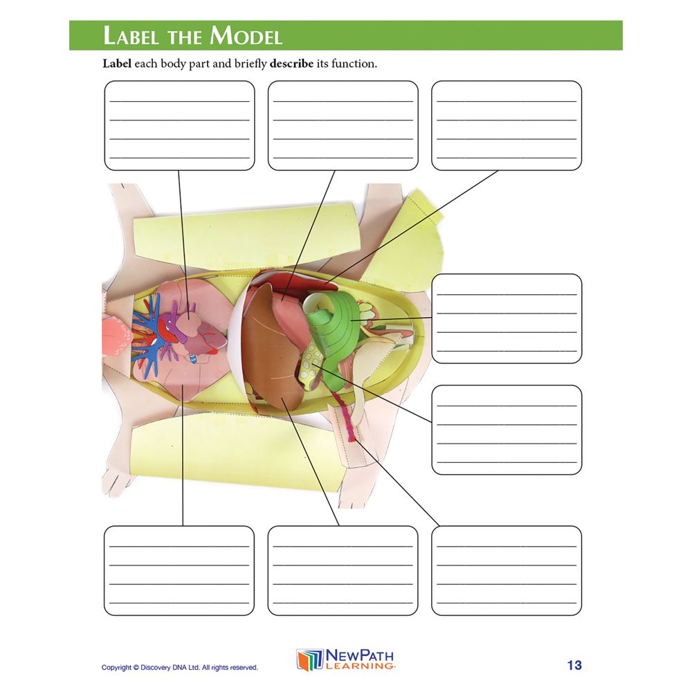Fetal Pig Spinal Cord Diagram