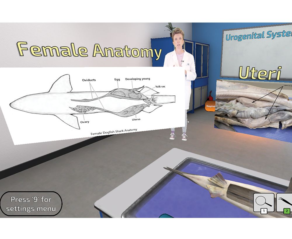 Female Shark Dissection Shark Paper Dissection (Male) By Biology Buff