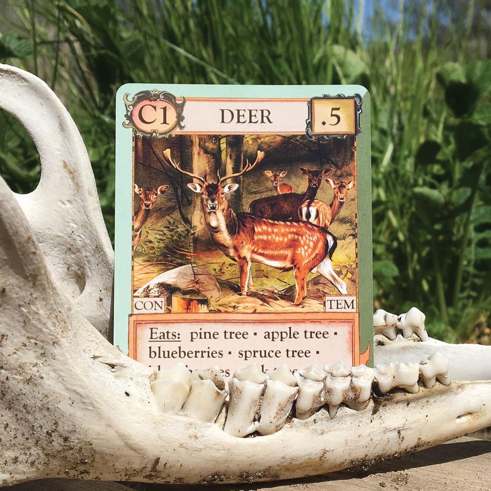 Ecologies Card Game | Carolina Biological Supply