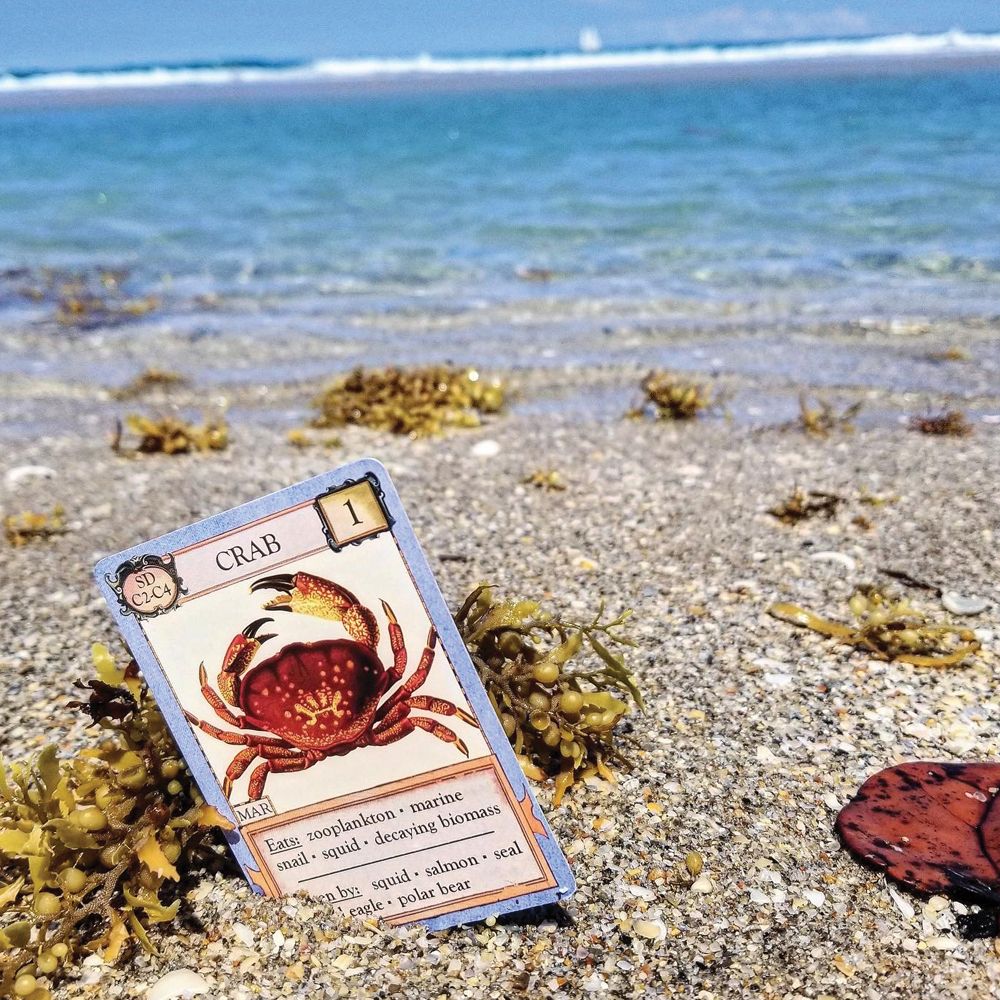 Ecologies Card Game | Carolina Biological Supply