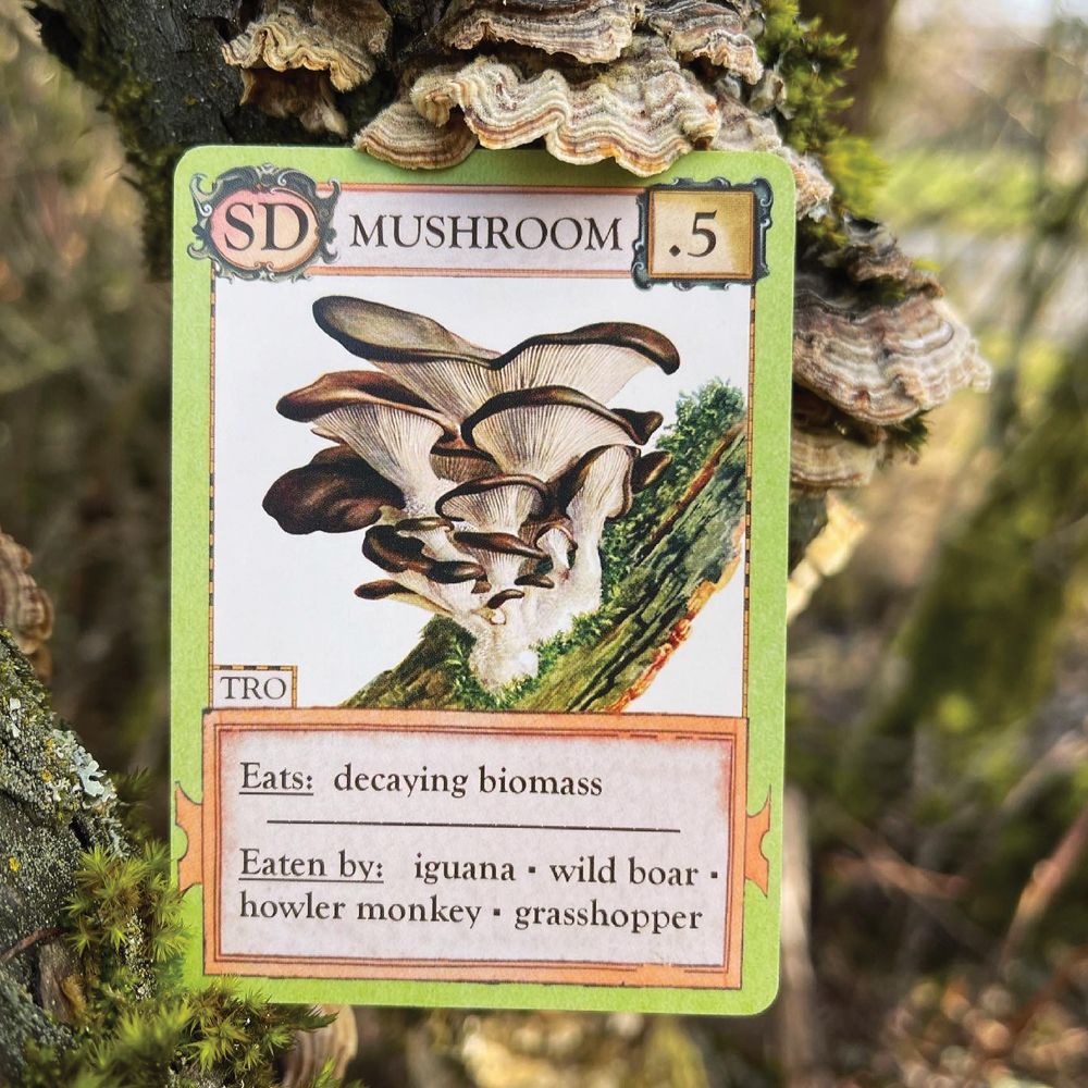 Ecologies Card Game | Carolina Biological Supply