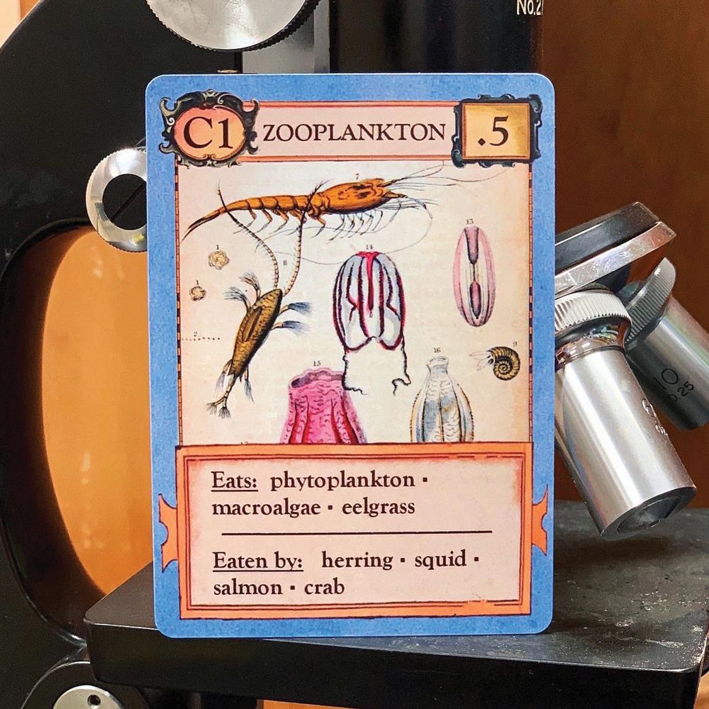 Ecologies Card Game | Carolina Biological Supply