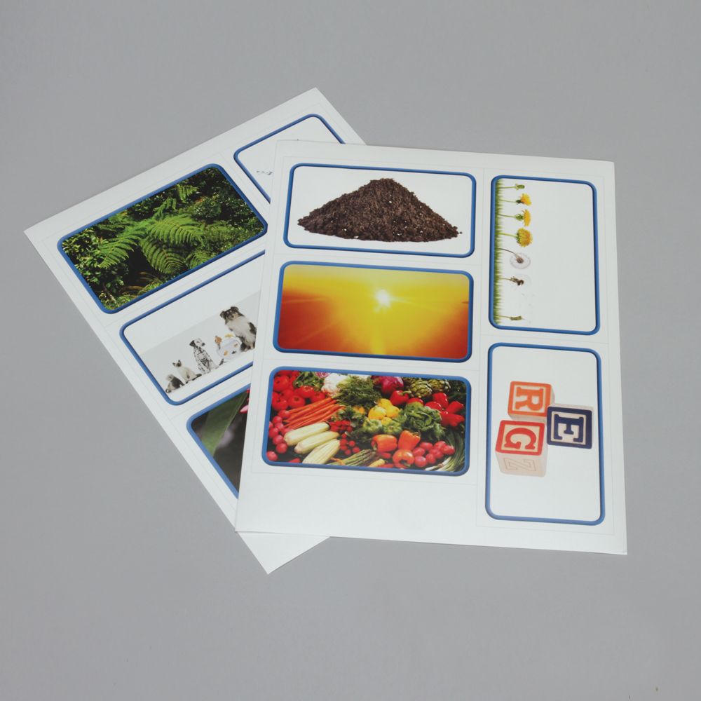 Vocabulary Cards, Exploring Plants and Animals | Carolina.com