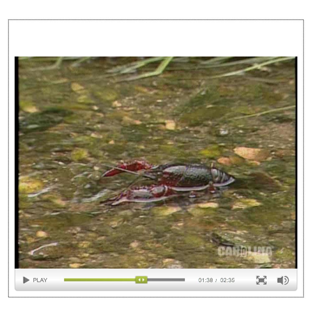 Crayfish Anatomy: An Introduction to the Class Crustacea Video ...
