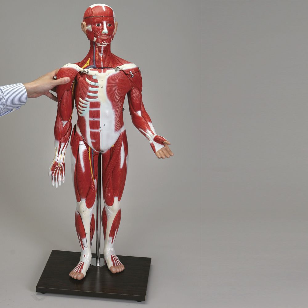 Altay Human Sexless Muscular Figure | Carolina Biological Supply