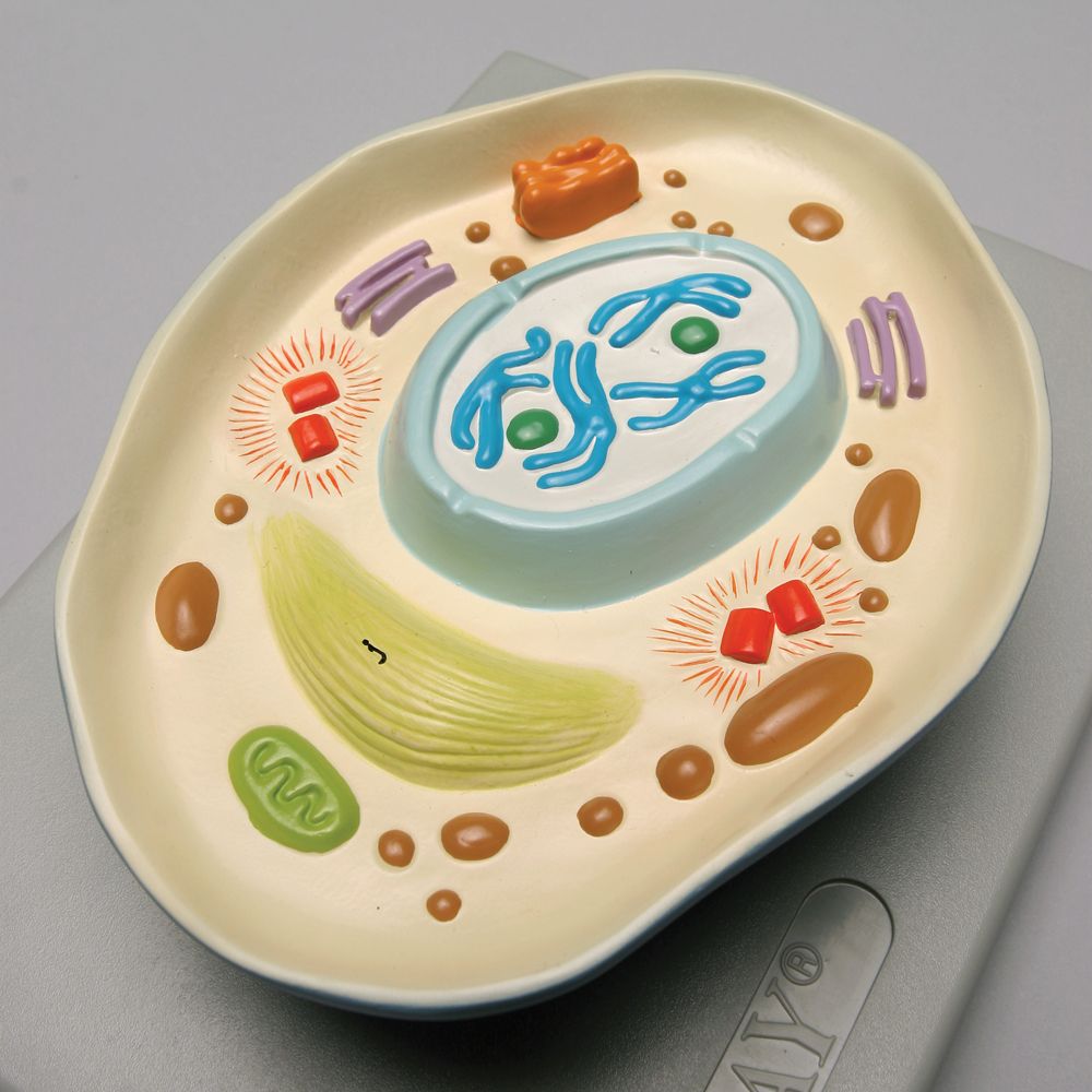 Altay® Animal Cell Mitosis Model Set | Carolina Biological Supply